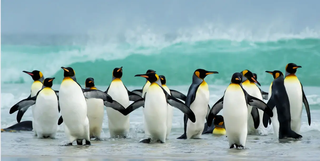 Phillip Island Penguin Parade Chauffeur Tour | Luxury Day Trips from Melbourne